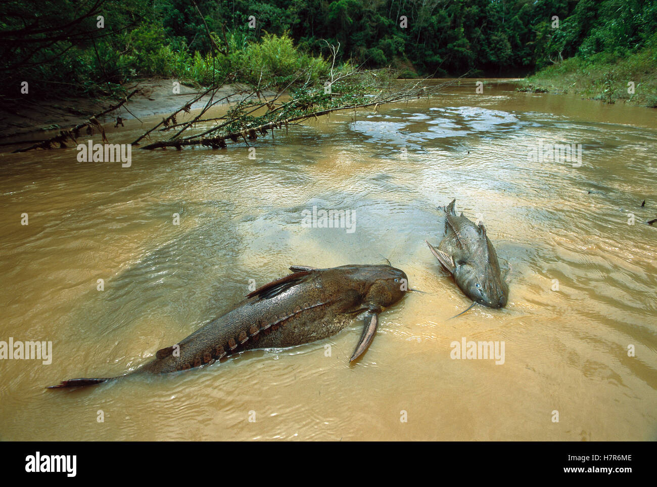 Catfish stranded pair, Boca Mishagua River, Amazon, Peru Stock Photo ...