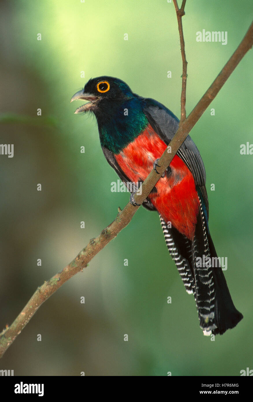 Blue-crowned Trogon (Trogon curucui) male, perched on branch, singing ...