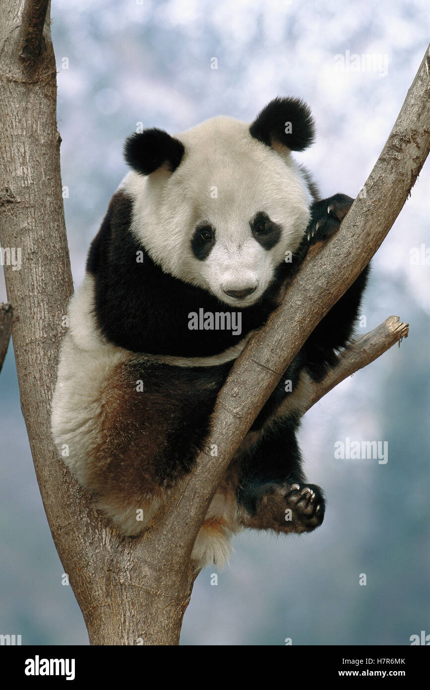 Giant Panda (Ailuropoda melanoleuca) in tree, Wolong Valley, China ...