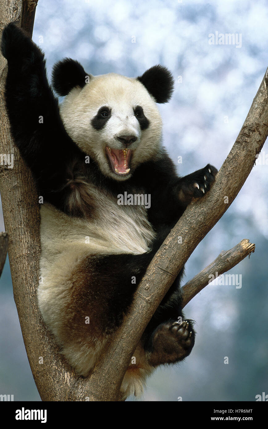 Giant Panda (Ailuropoda melanoleuca), Wolong Valley, China Stock Photo ...