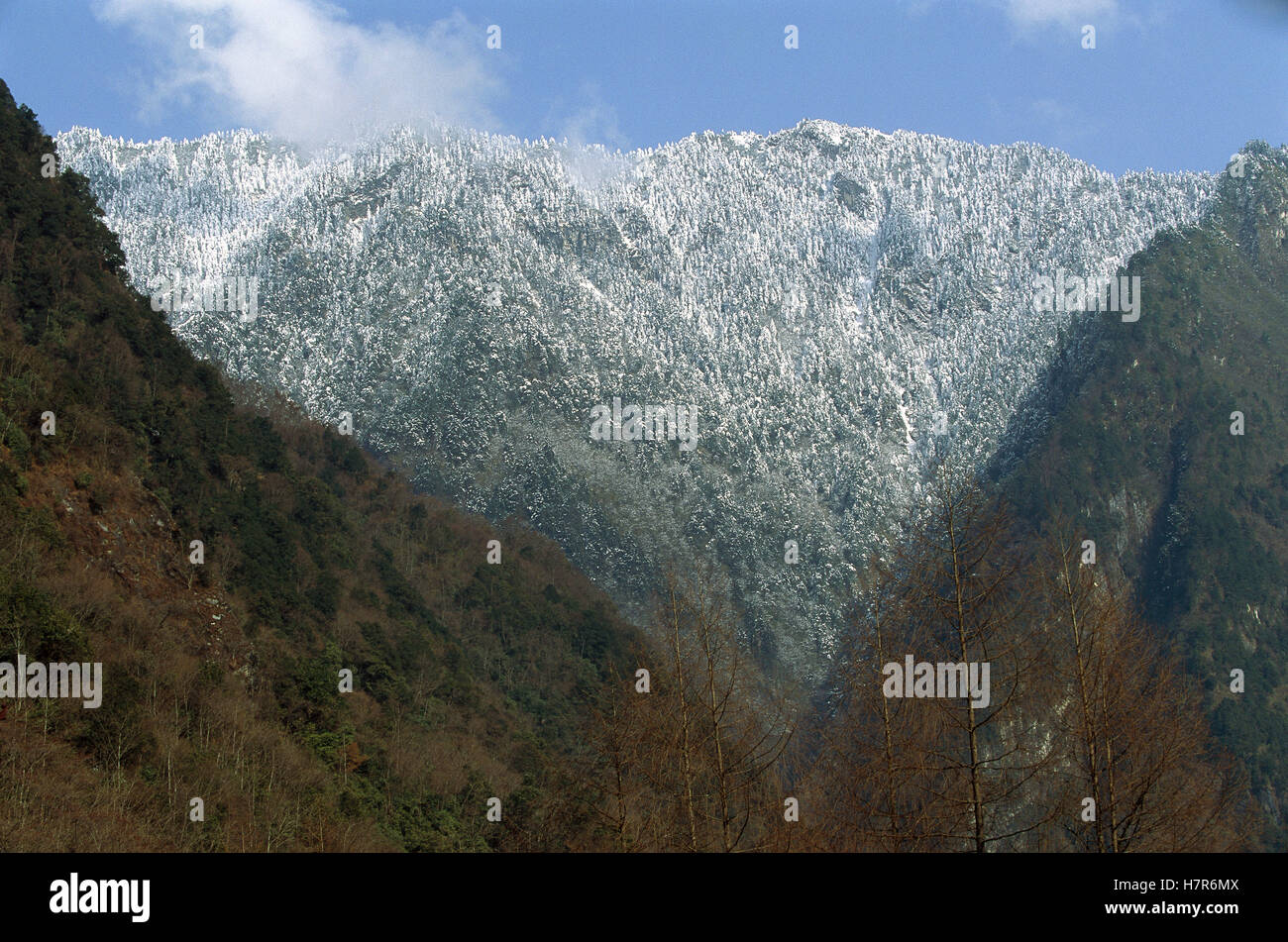 Panda habitat in winter, Wolong Valley, Sichuan Province, China Stock ...