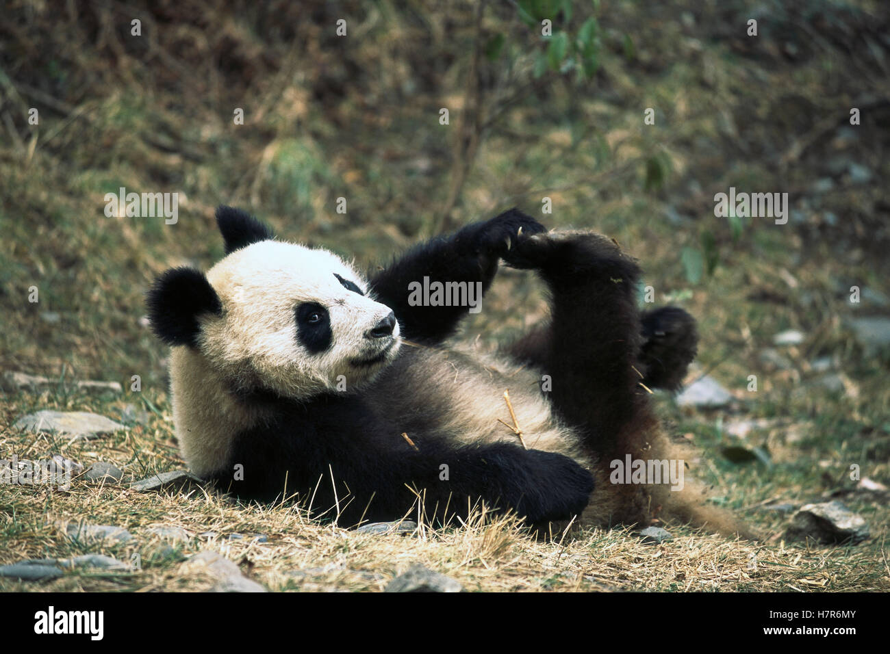 Giant Panda (Ailuropoda melanoleuca) laying on ground, Wolong Valley ...