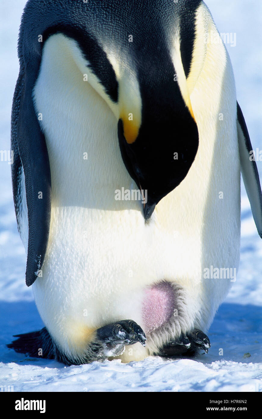 Emperor Penguin (Aptenodytes forsteri) brood patch, Atka Bay, Weddell ...