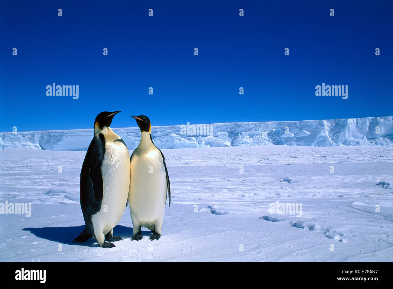 Emperor Penguin (Aptenodytes forsteri) pair, Flutter EP Rookery, Cape ...
