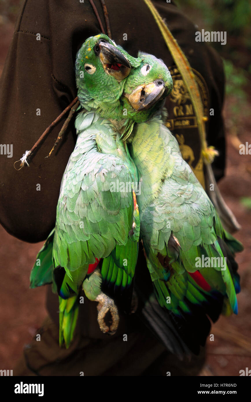 Mealy Parrot (Amazona farinosa) killed for food with a shotgun while ...