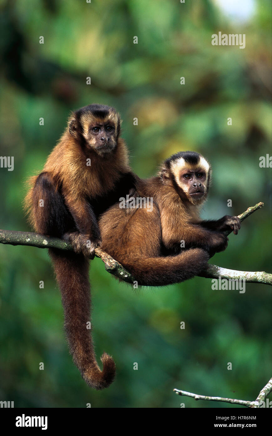 Brown Capuchin (Cebus apella) pair grooming in tree, Manu cloud forest ...