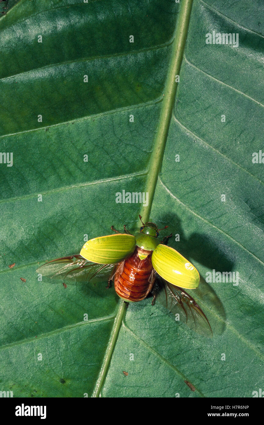 Precious Metal Scarab (Plusiotus sp) on leaf, Manu cloud forest, Peru ...