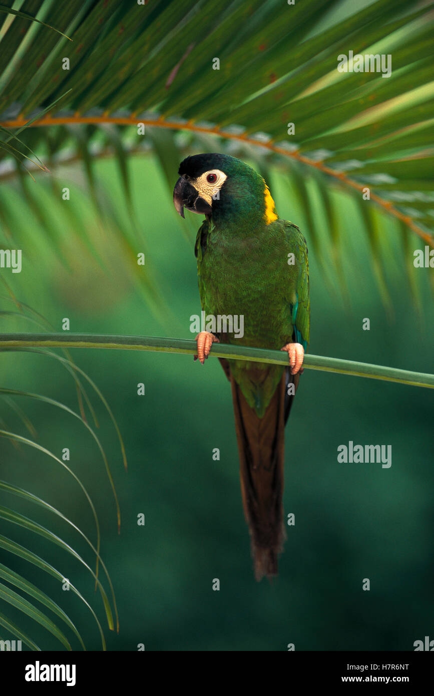 Yellow-collared Macaw (Ara auricollis) perching, Bahia State, Brazil ...