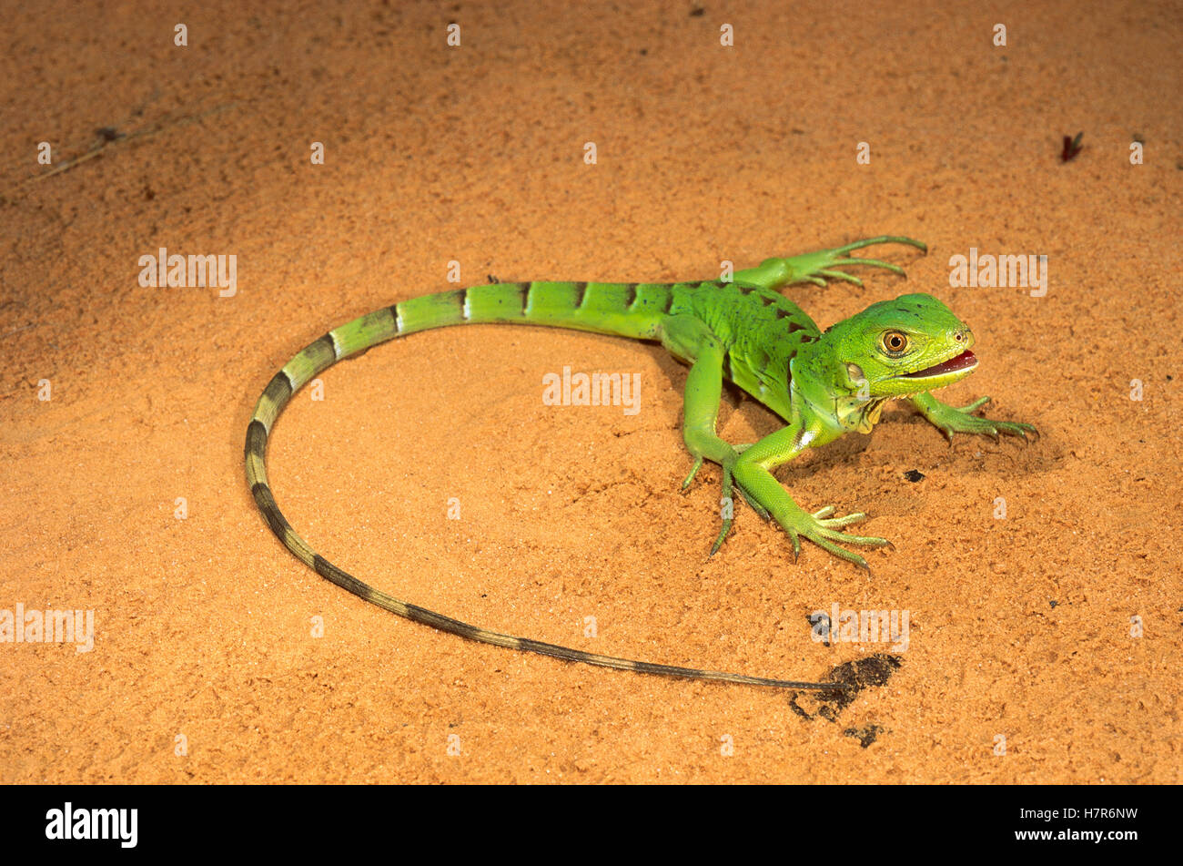 Green Iguana (Iguana iguana) in cerrado habitat, Brazil Stock Photo - Alamy