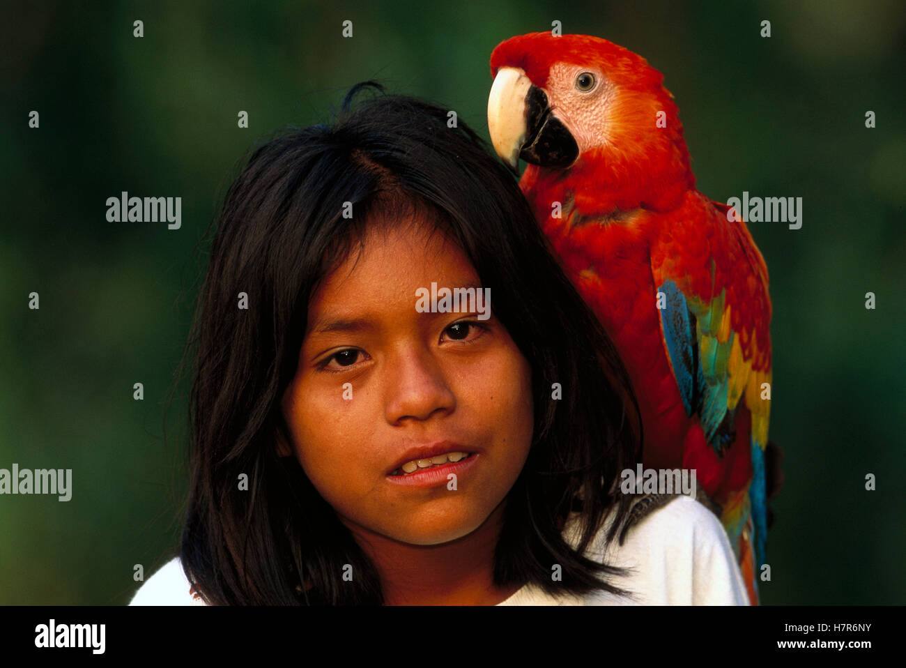 Scarlet Macaw (Ara macao) on shoulder of Machiguenga Indian, Lower ...