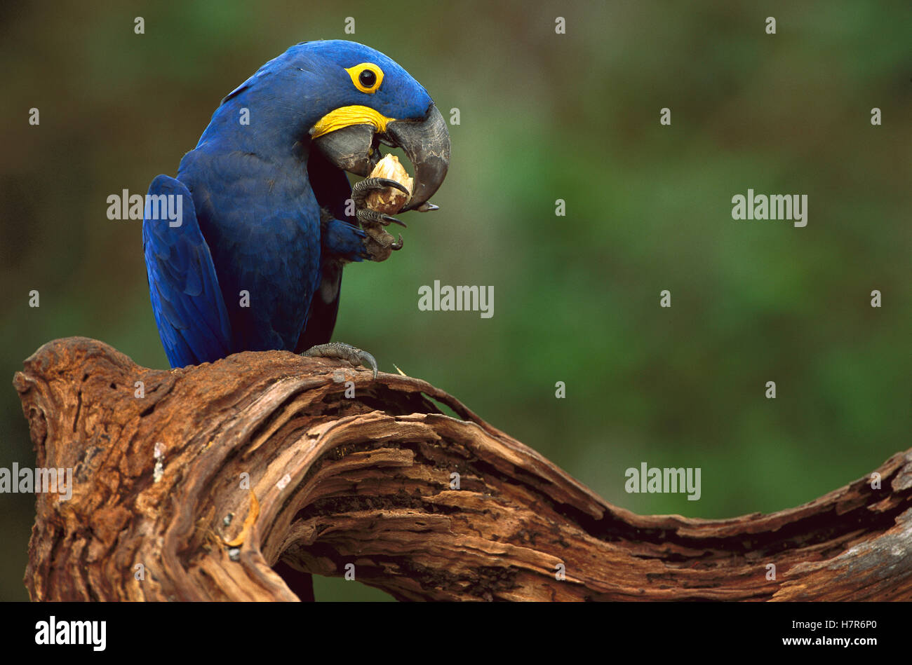 Hyacinth Macaw (Anodorhynchus hyacinthinus) eating Piassava Palm ...