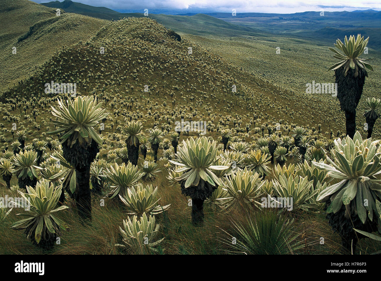 Paramo Flower (Espeletia pycnophylla) growing in Paramo habitat, El ...