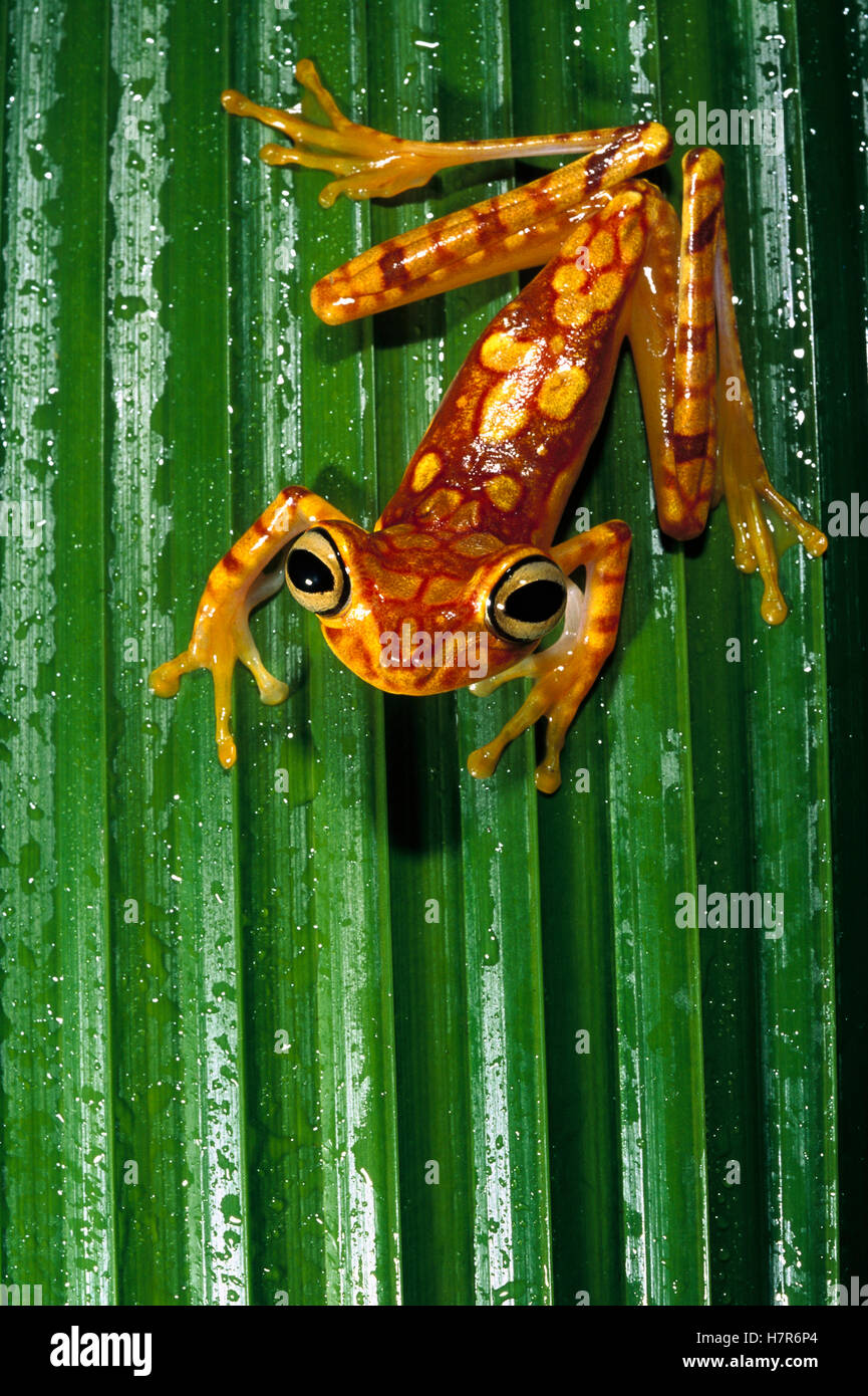 Chachi Tree Frog (Hyla picturata) portrait on leaf, Cotacachi-Cayapas ...