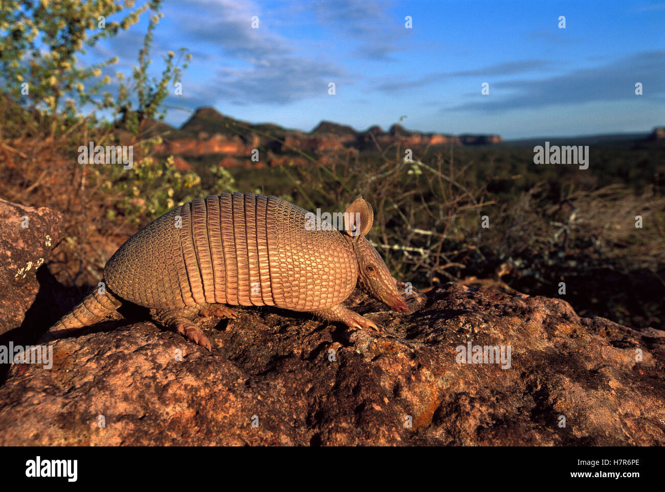 Seven-banded Armadillo (Dasypus septemcinctus), Cerrado, Brazil Stock Photo - Alamy