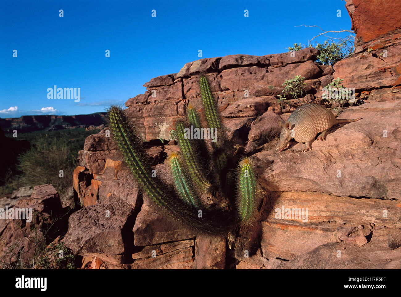 Seven-banded Armadillo (Dasypus septemcinctus), Cerrado, Brazil Stock ...