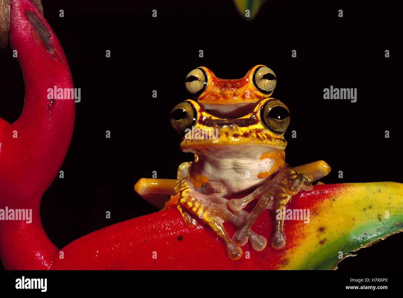 Chachi Tree Frog (Hyla picturata) pair, Cotacachi-Cayapas Reserve ...