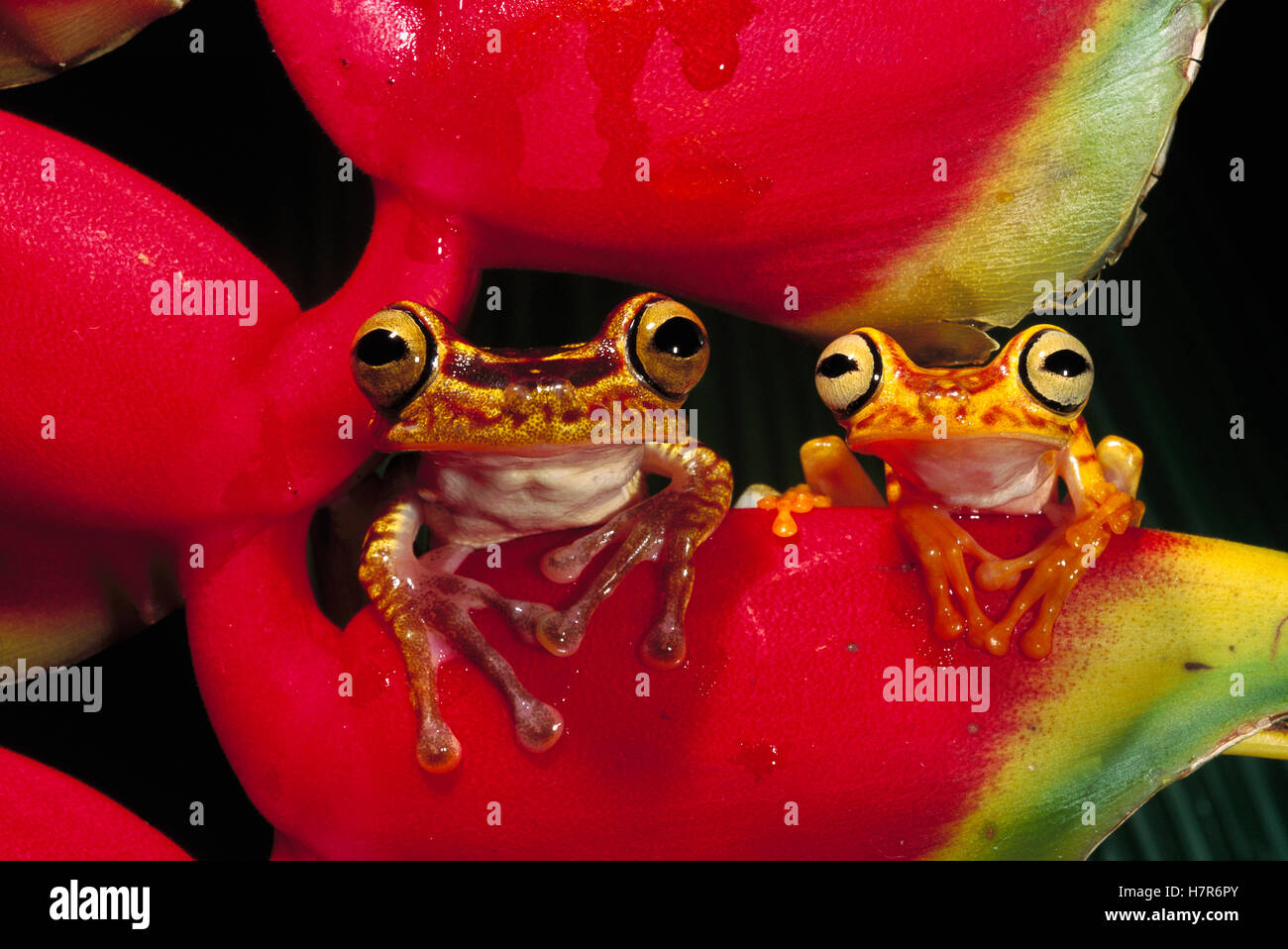 Chachi Tree Frog (Hyla picturata) pair, Cotacachi-Cayapas Reserve ...