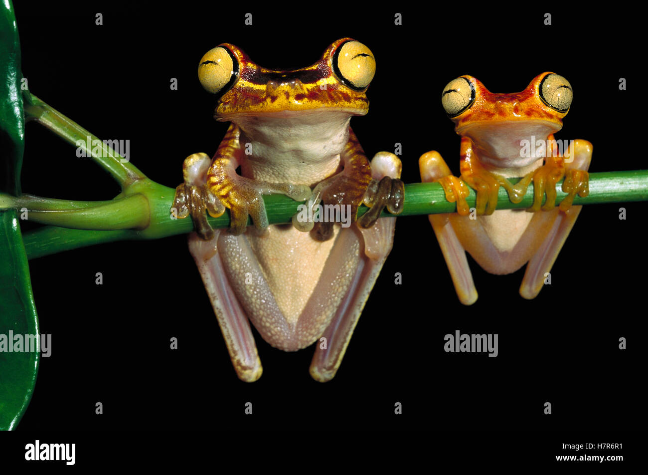 Chachi Tree Frog (Hyla picturata) pair, Cotacachi-Cayapas Reserve ...