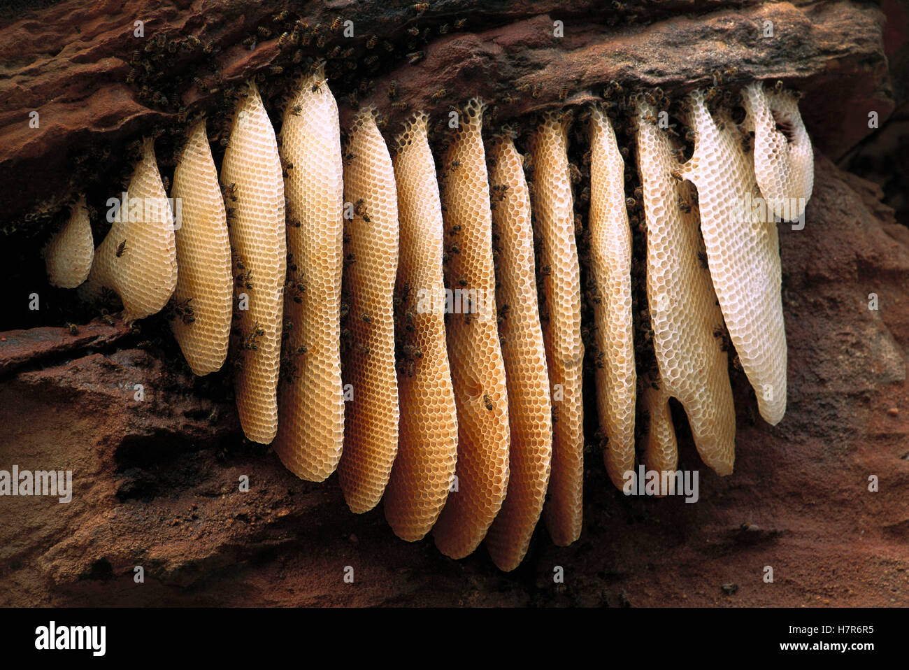 Honey Bee (Apis mellifera) colony on hive in Caatinga habitat, Bahia ...