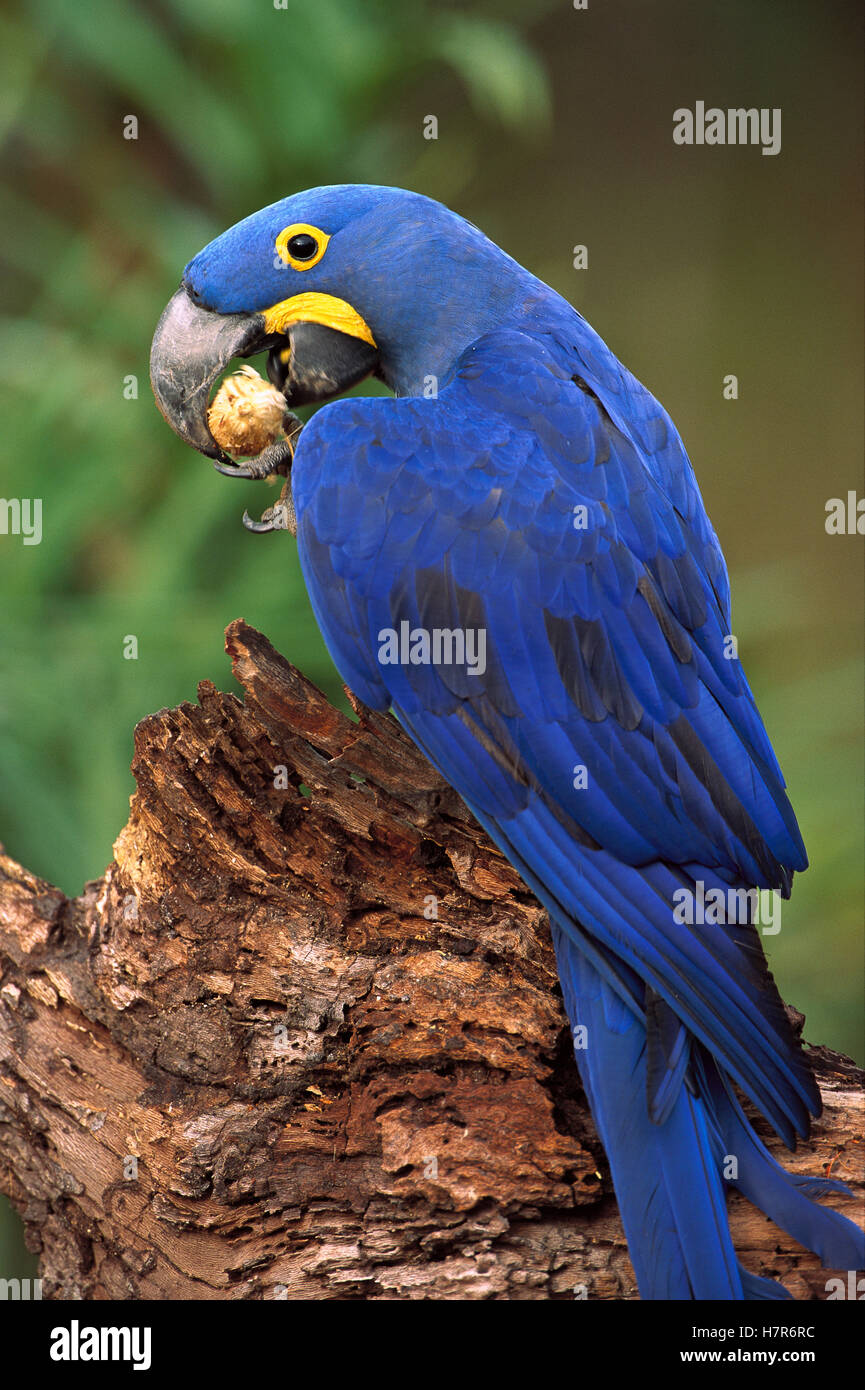 Hyacinth Macaw (Anodorhynchus hyacinthinus) eating Piassava Palm ...