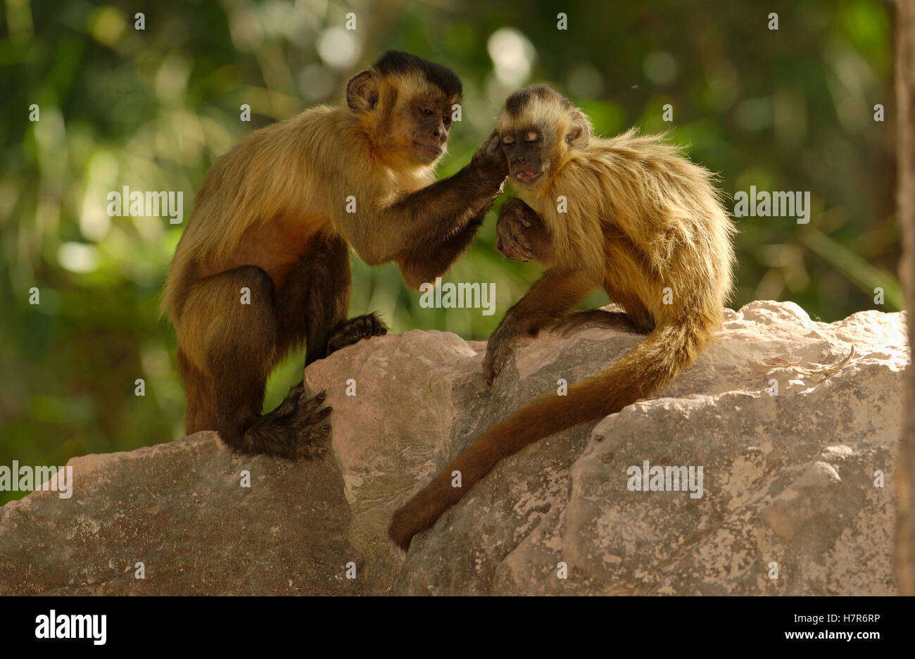 Brown Capuchin (Cebus apella) pair on rock with one grooming the other ...