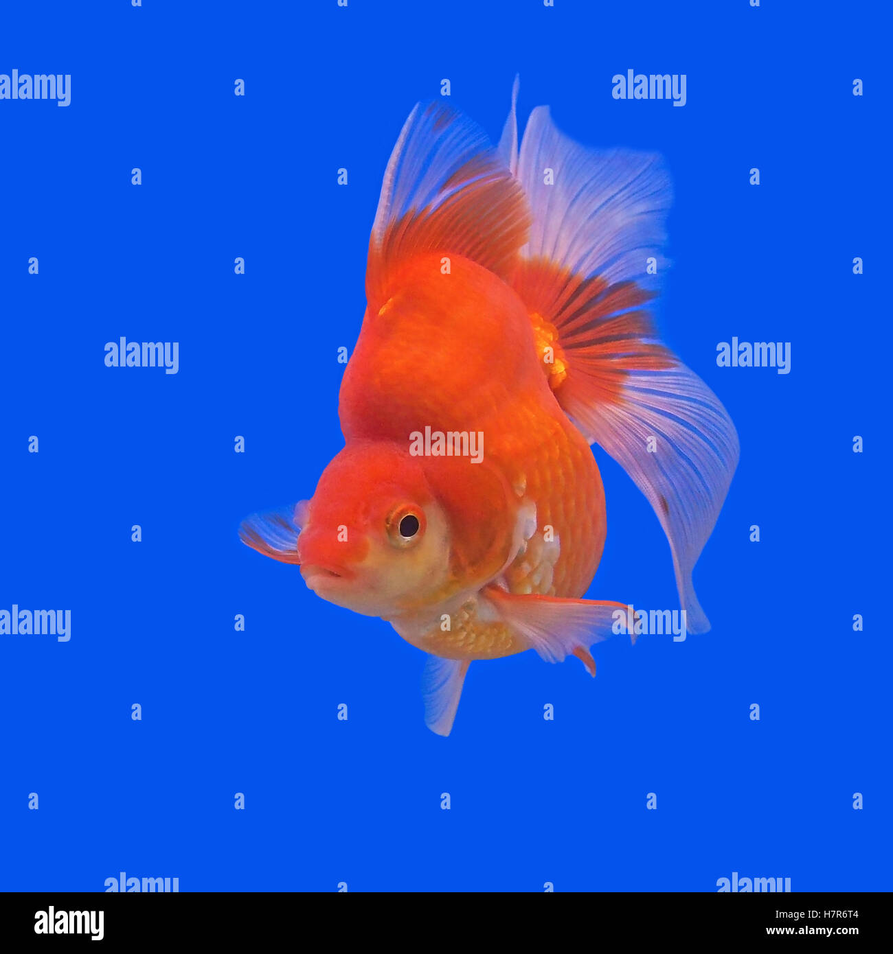 Goldfish Hd