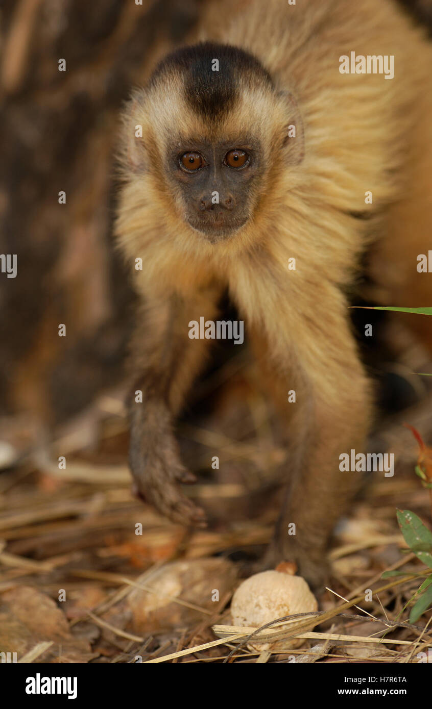 Brown Capuchin (Cebus apella) picking up Piassava Palm (Attalea ...