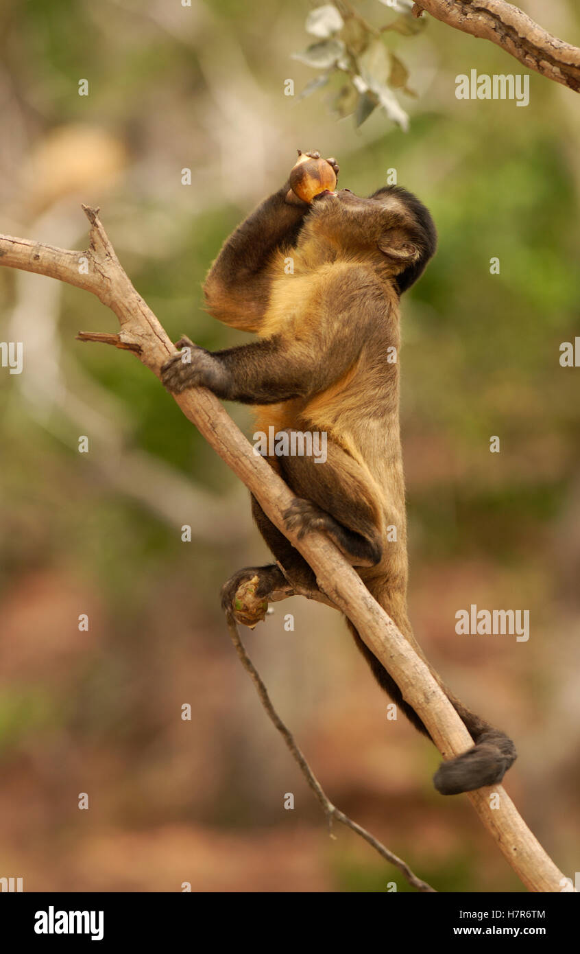 Brown Capuchin (Cebus apella) in tree drinking from Piassava Palm ...