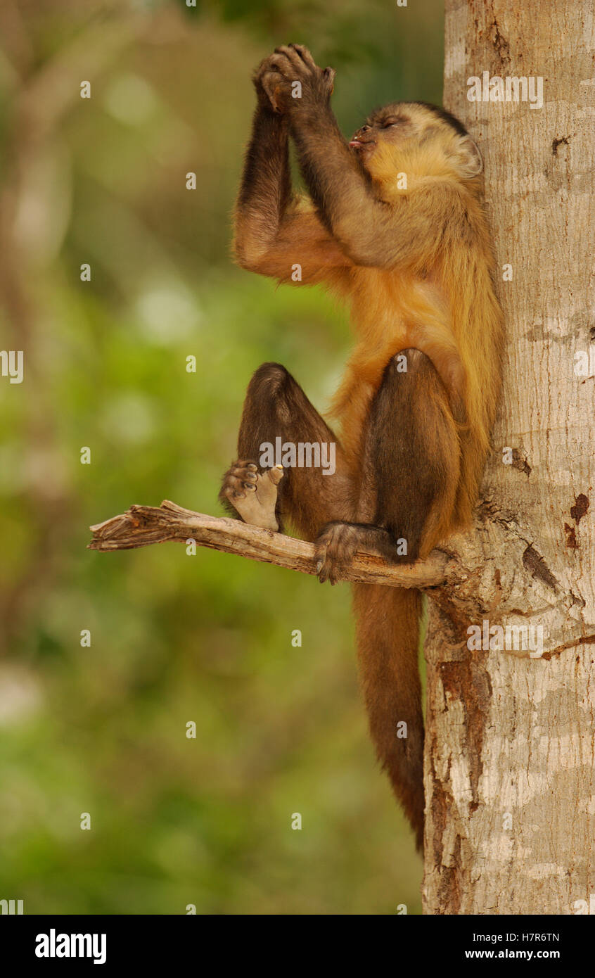 Brown Capuchin (Cebus apella) in tree drinking from Piassava Palm ...