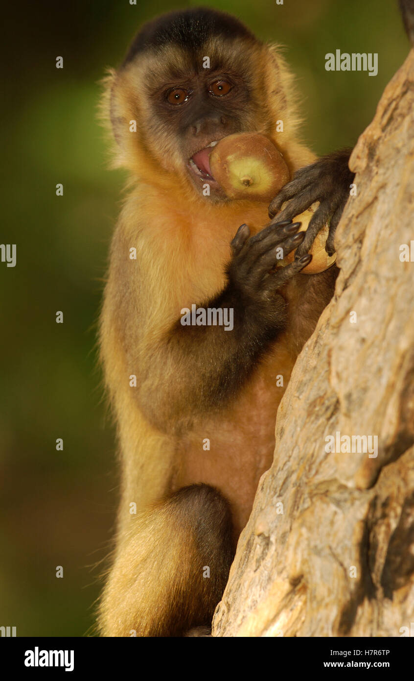 Brown Capuchin (Cebus apella) in tree drinking from Piassava Palm ...
