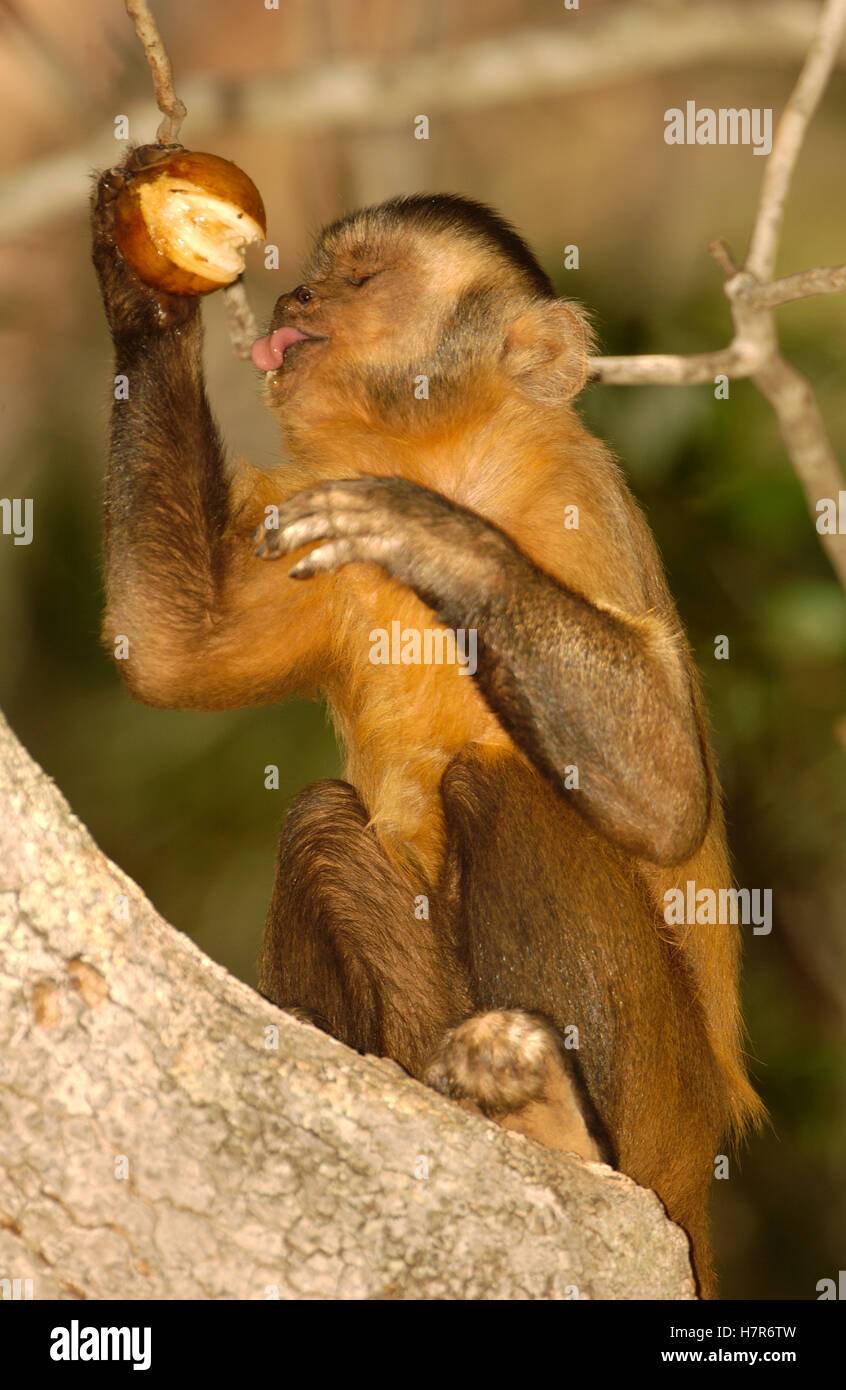 Brown Capuchin (Cebus apella) in tree drinking from Piassava Palm ...