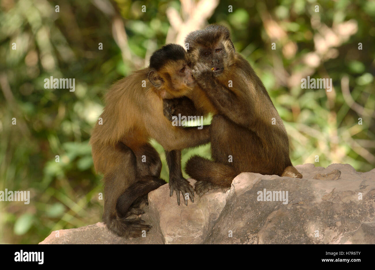 Brown Capuchin (Cebus apella) in tree drinking from Piassava Palm ...