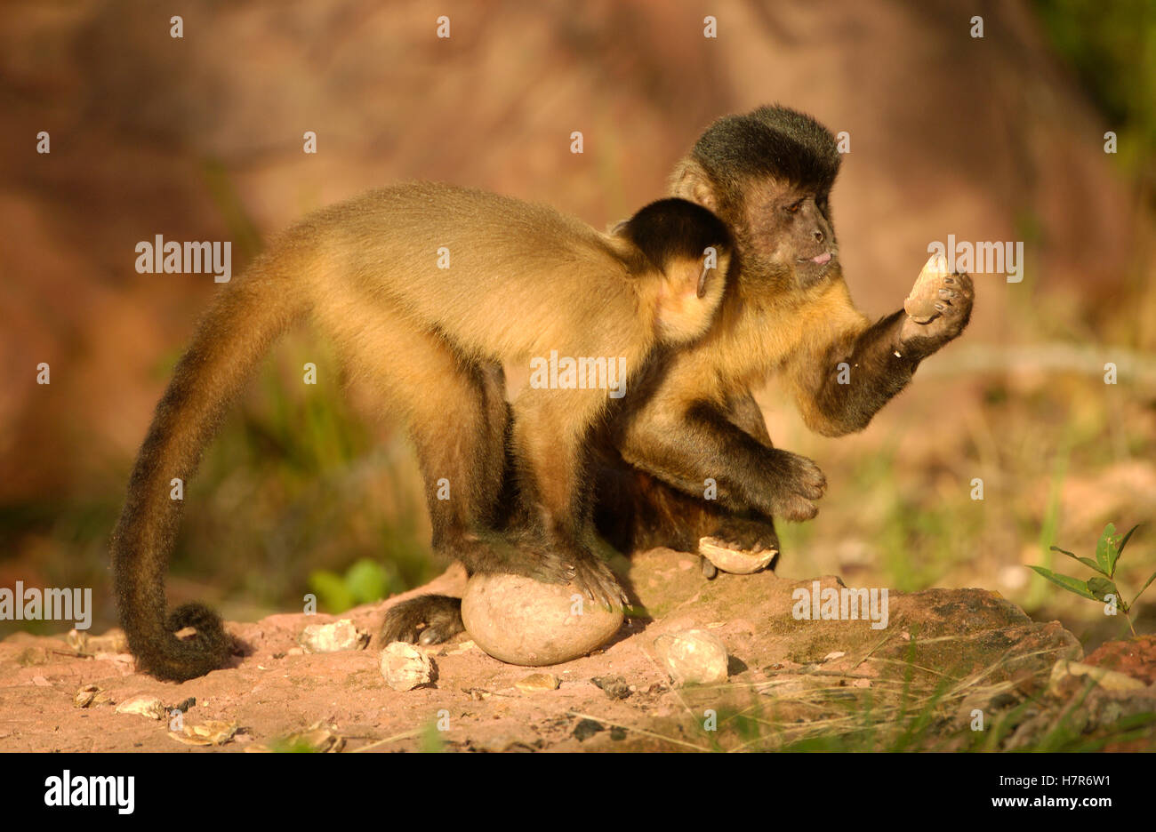 Brown Capuchin (Cebus apella) pair using rock and anvil to crack open ...