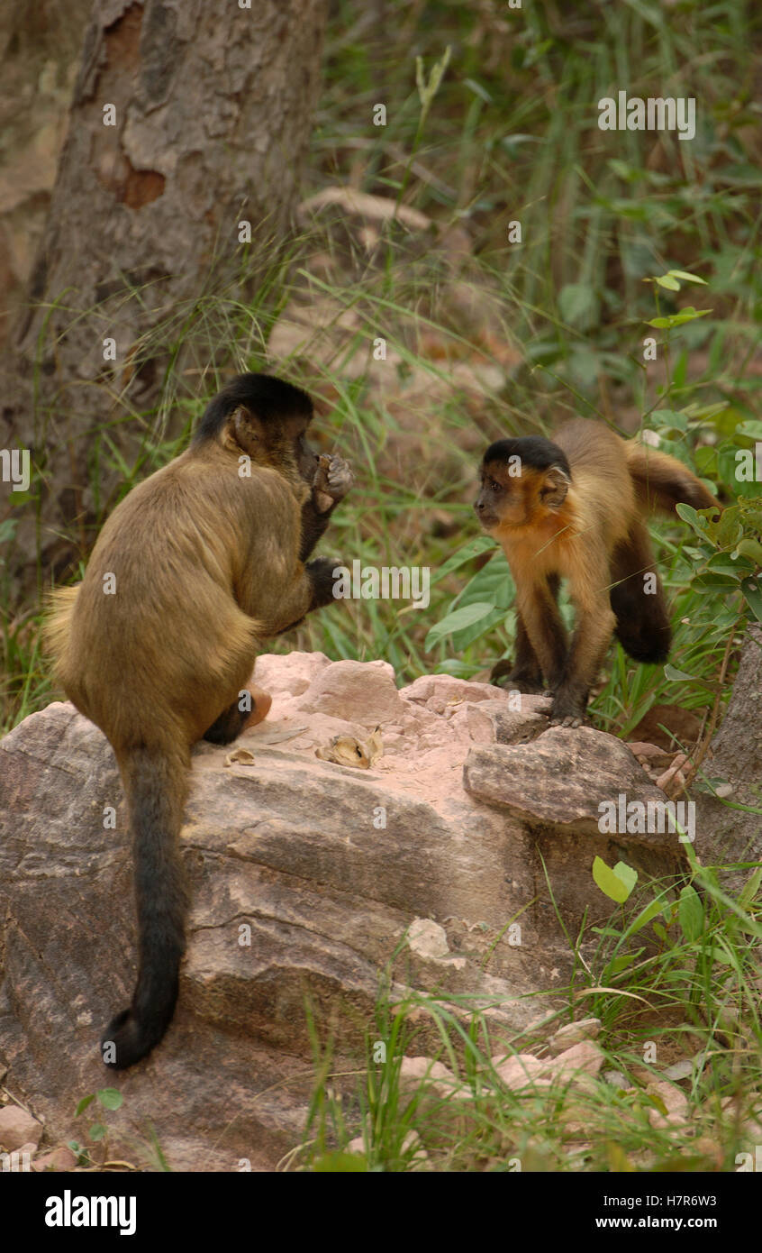 Brown Capuchin (Cebus apella) pair using rock and anvil to crack open ...