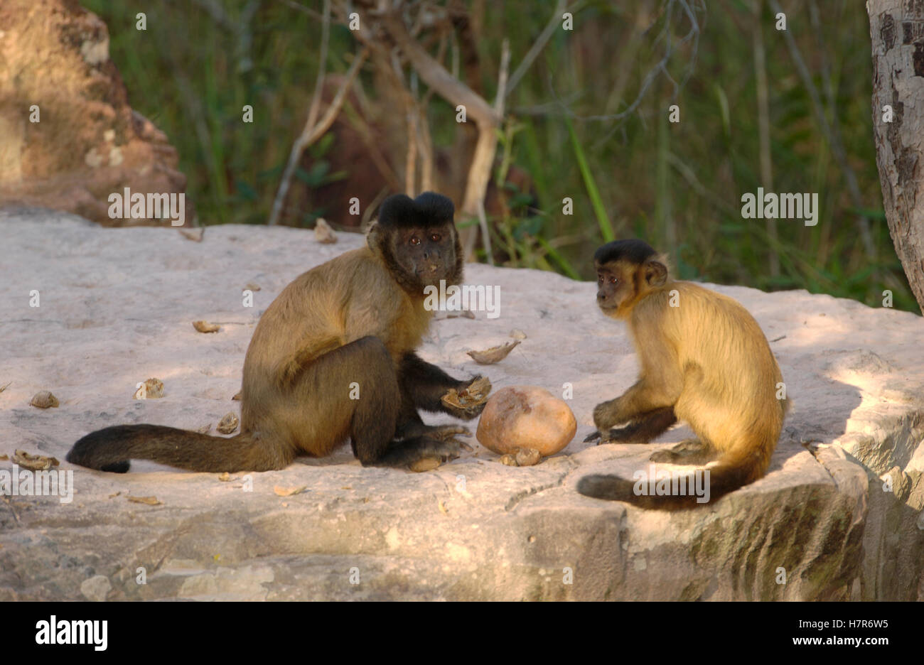 Brown Capuchin (Cebus apella) pair using rock and anvil to crack open ...