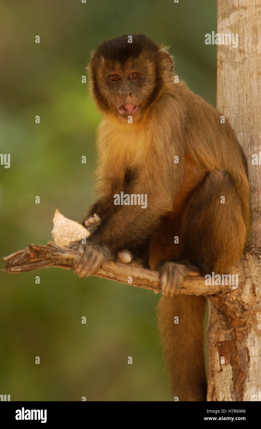 Brown Capuchin (Cebus apella) in tree eating Piassava Palm (Attalea ...