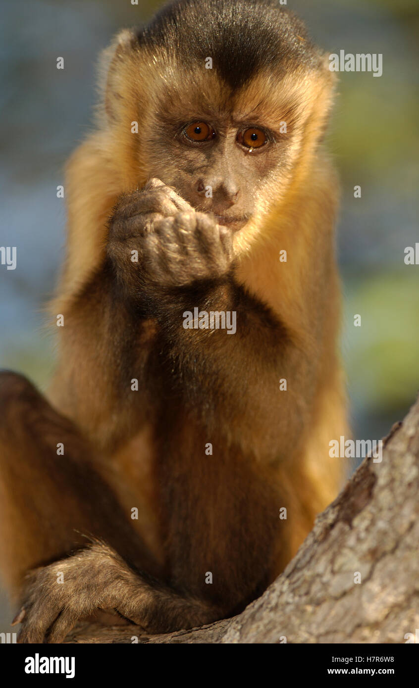 Brown Capuchin (Cebus apella) in tree eating Piassava Palm (Attalea ...