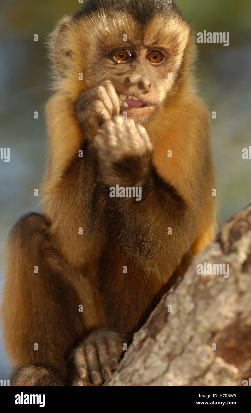 Brown Capuchin (Cebus apella) in tree eating Piassava Palm (Attalea ...