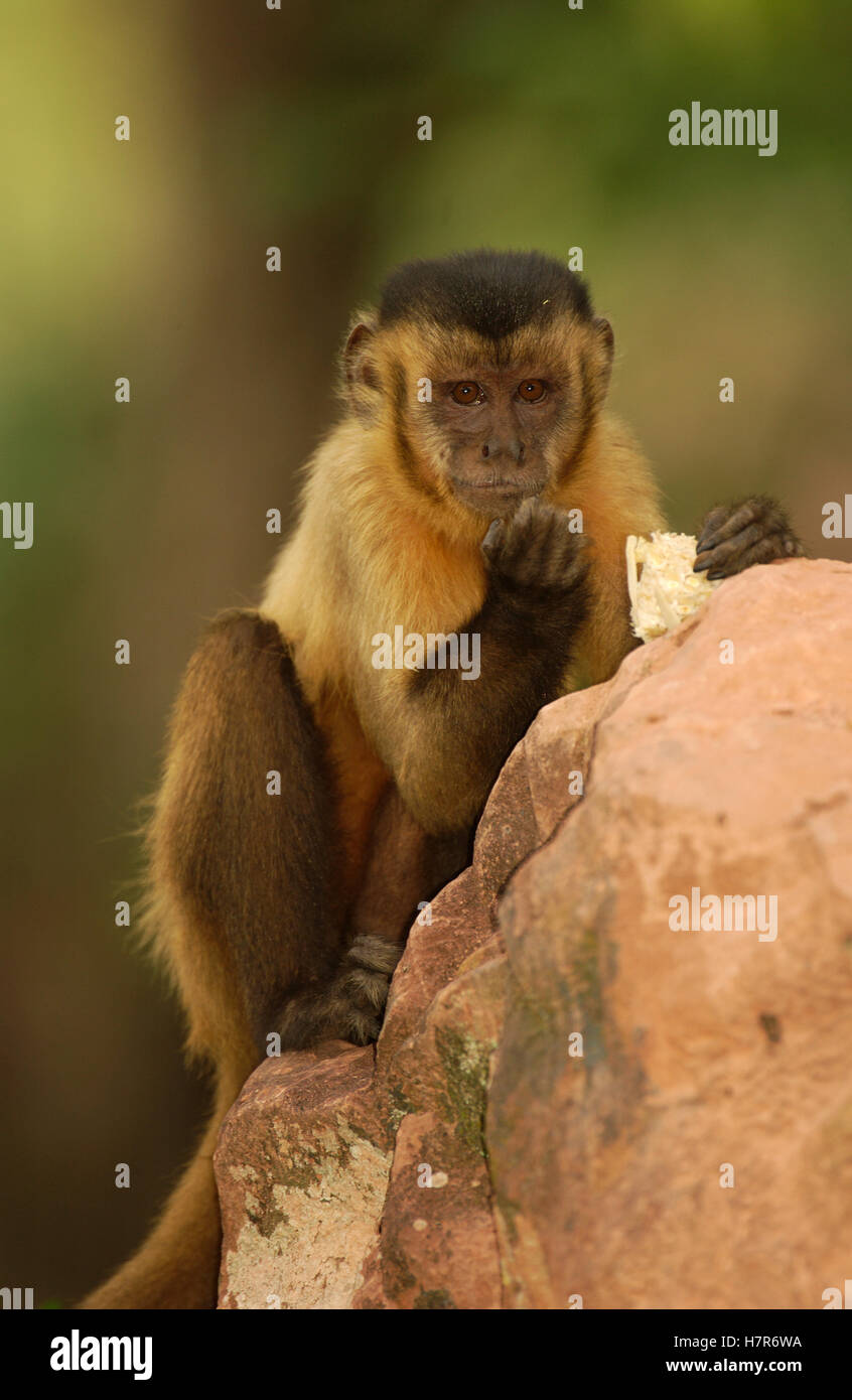 Brown Capuchin (Cebus apella) in tree eating Piassava Palm (Attalea ...