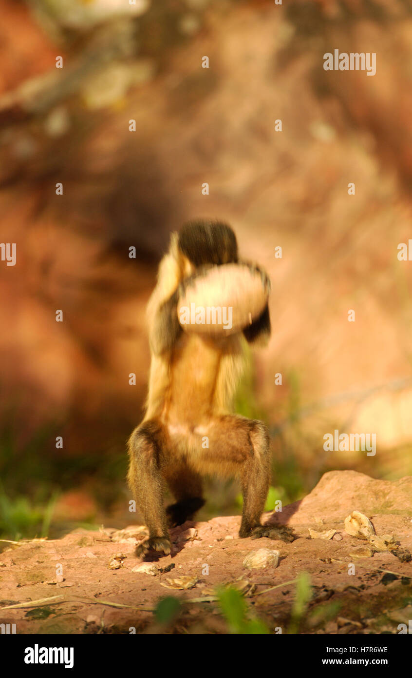 Brown Capuchin (Cebus apella) using a rock to crack open a Piassava ...