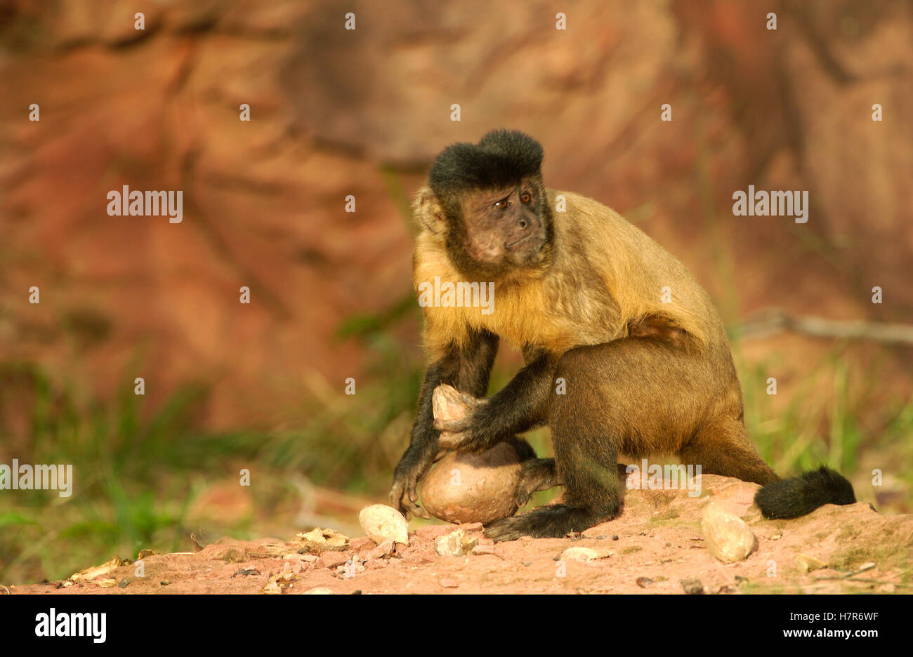 Brown Capuchin (Cebus apella) using a rock to crack open a Piassava ...