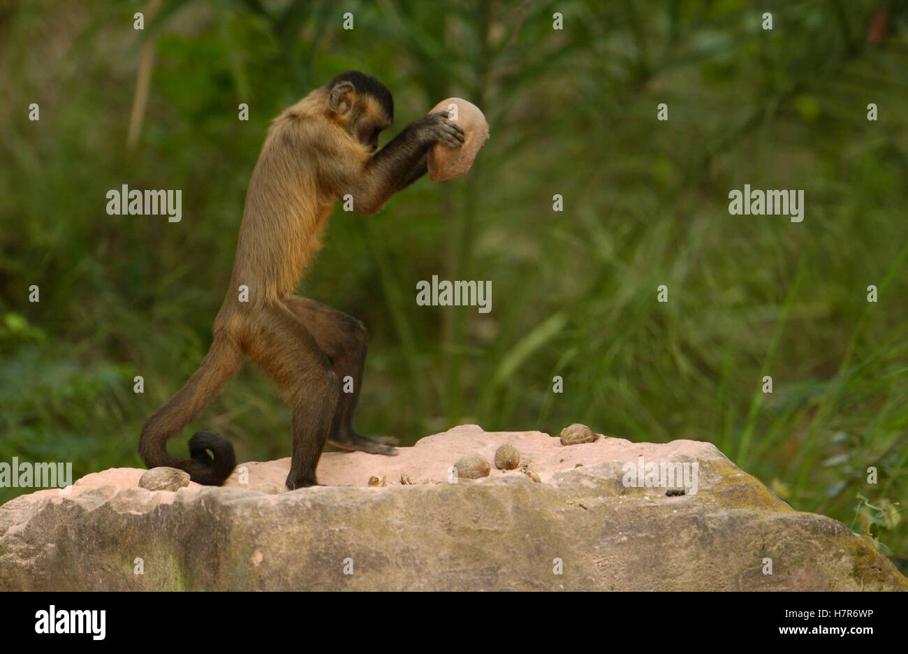Brown Capuchin (Cebus apella) using a rock to crack open a Piassava ...