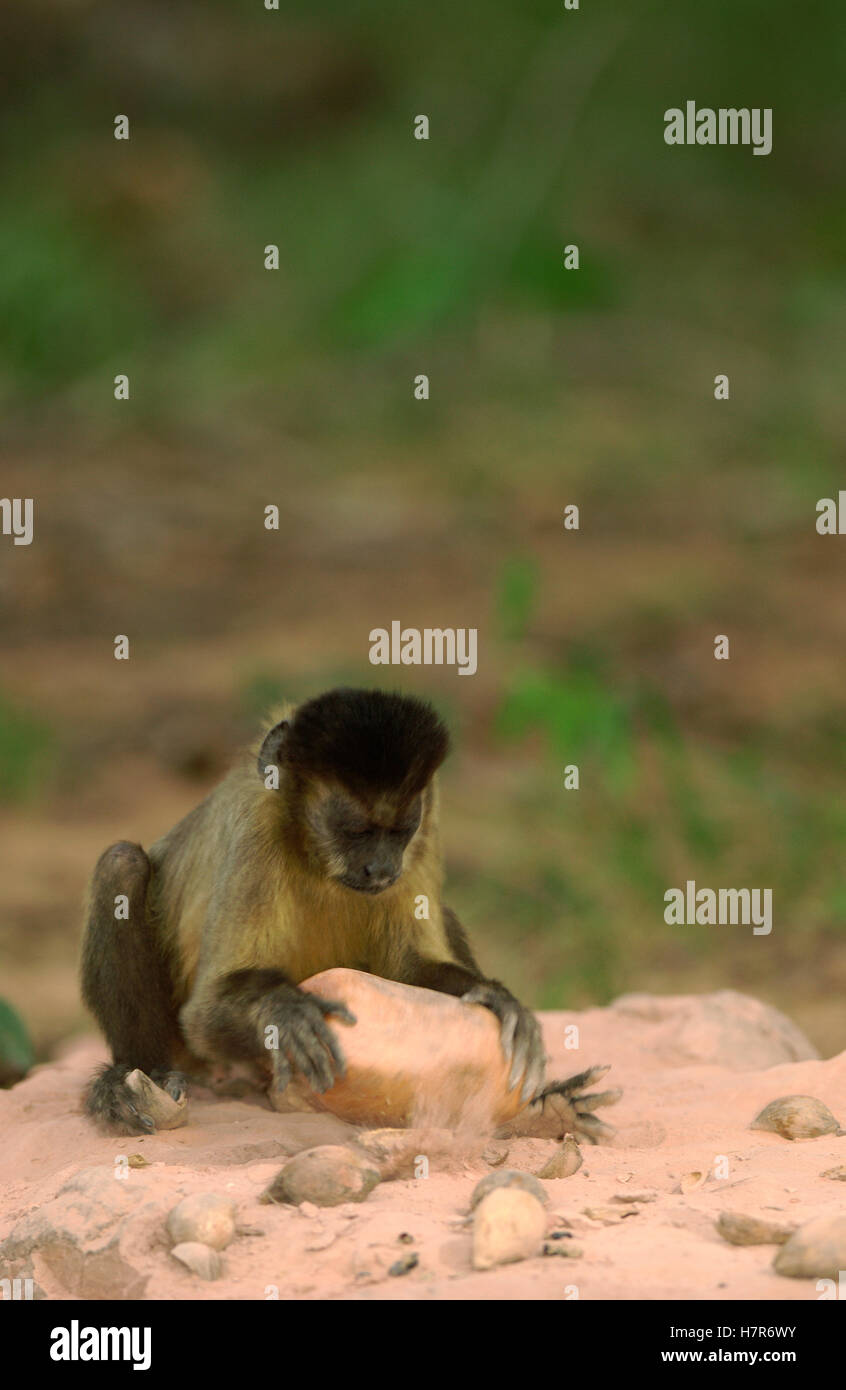 Brown Capuchin (Cebus apella) lifting a heavy rock to crack open a ...