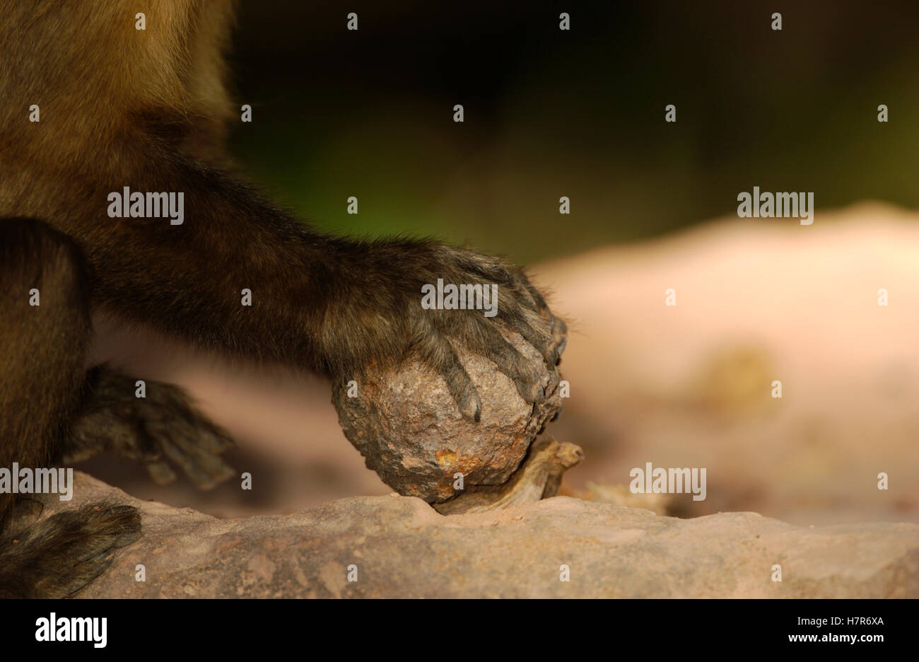 Brown Capuchin (Cebus apella) cracking Piassava Palm (Attalea funifera ...