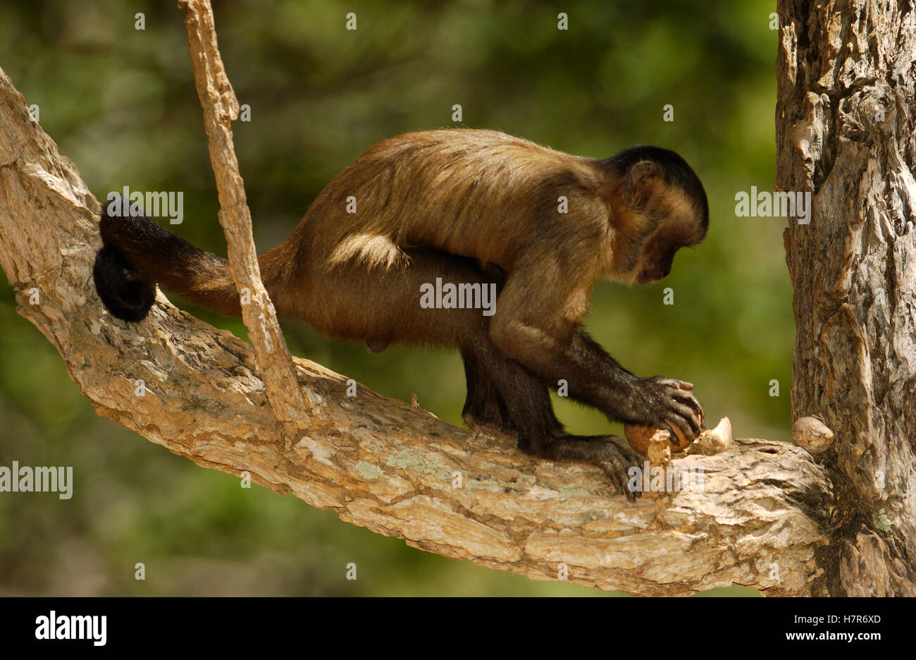 Brown Capuchin (Cebus apella) using a rock to crack open a Piassava ...