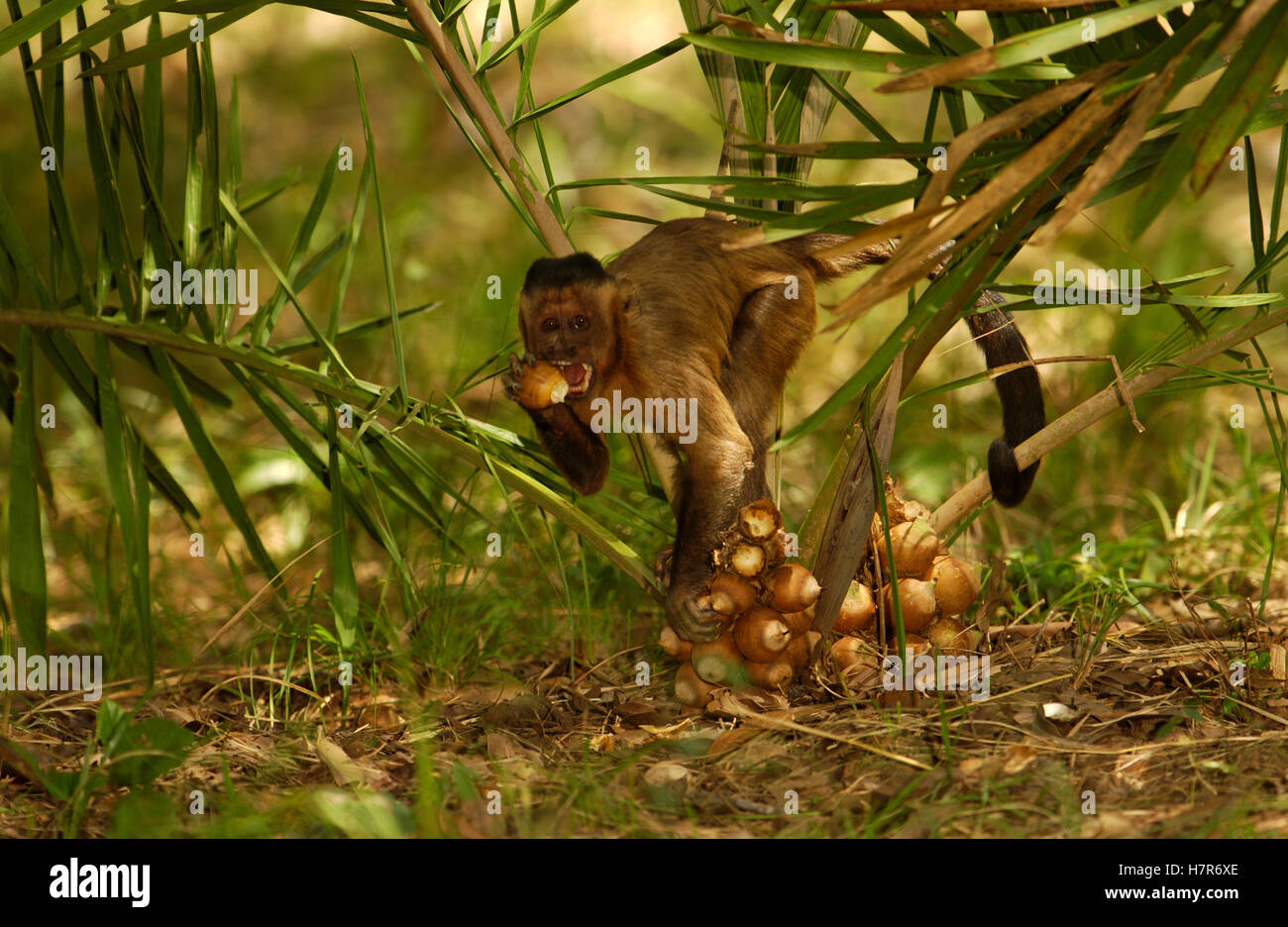 Brown Capuchin (Cebus apella) picking Piassava Palm (Attalea funifera ...