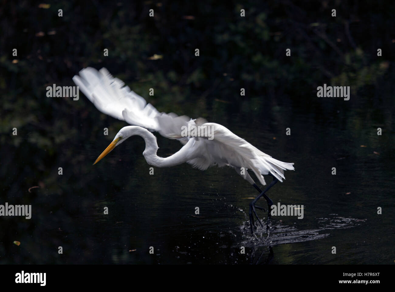 Great Egret Flying Stock Photo - Alamy