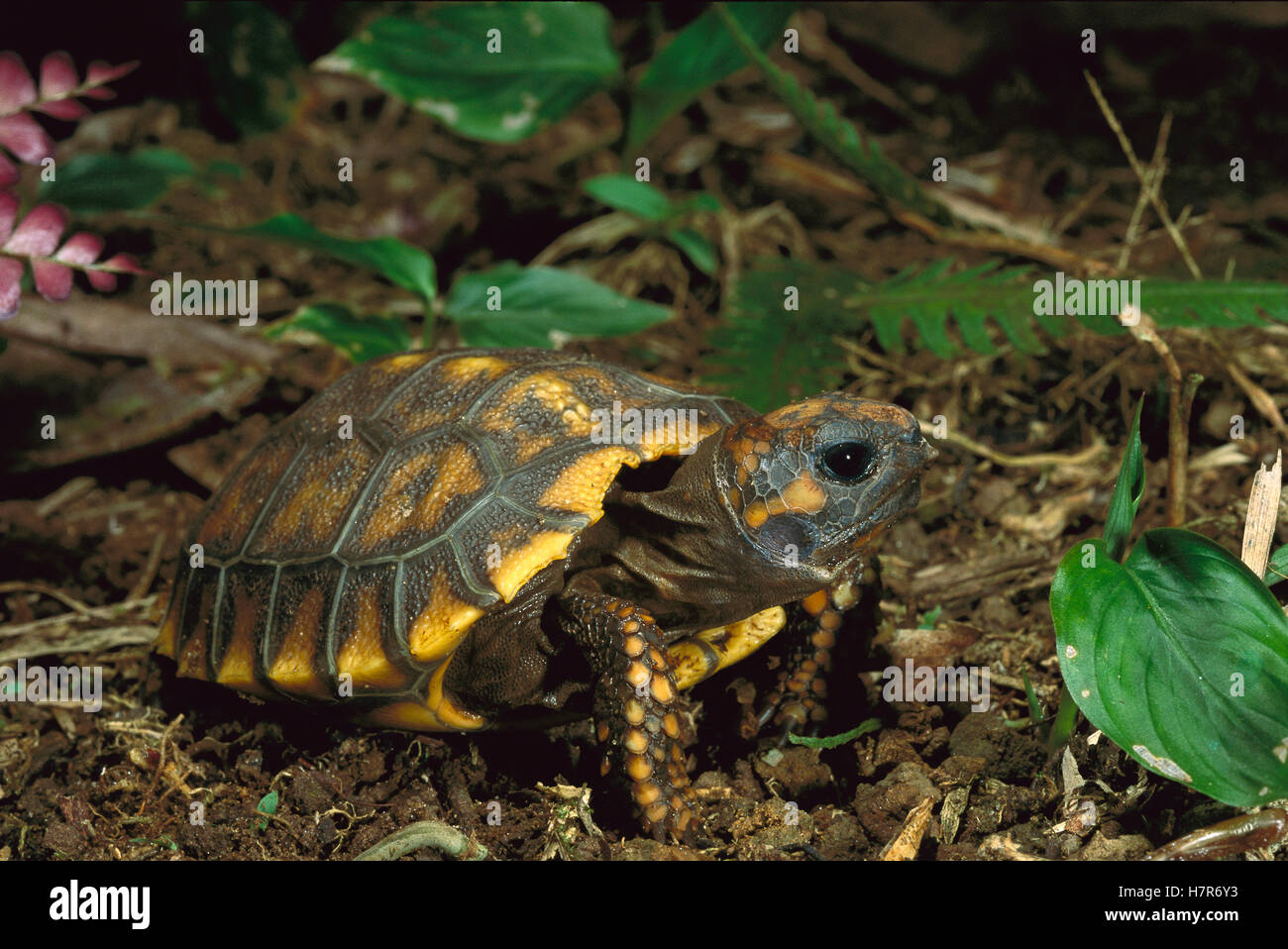 Yellow-footed Tortoise (Geochelone denticulata) hatchling showing egg ...