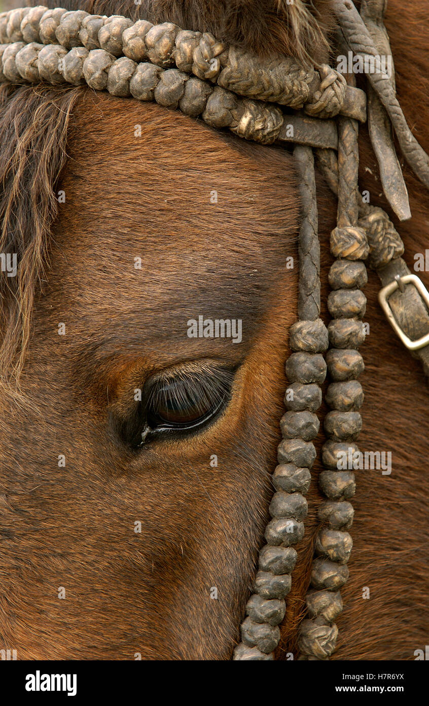 Domestic Horse (Equus caballus) wearing a knotted bull-hide bridle at ...
