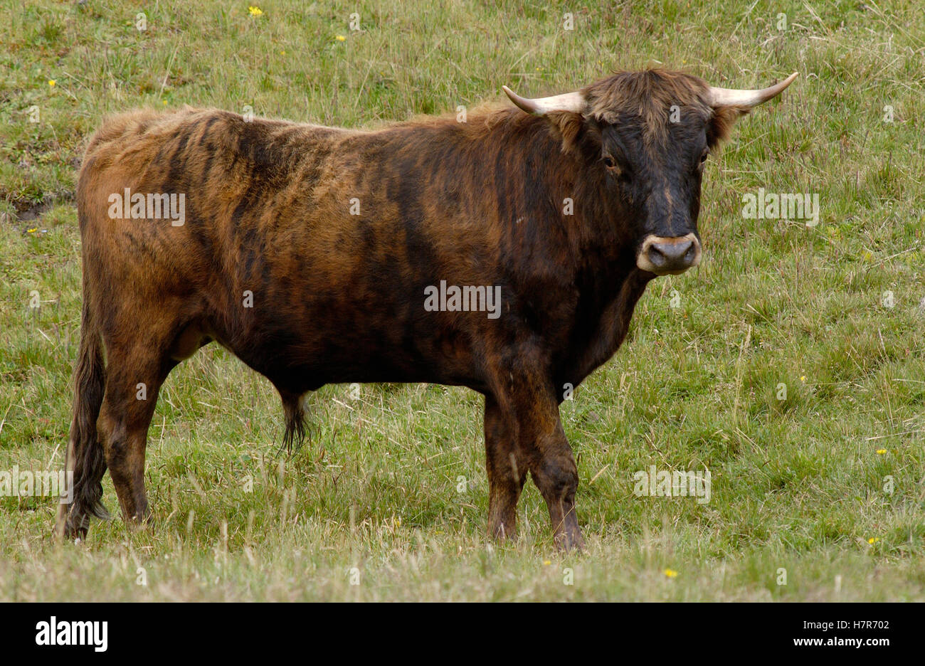 Domestic Cattle (Bos taurus) portrait of a bull during the Annual Round ...